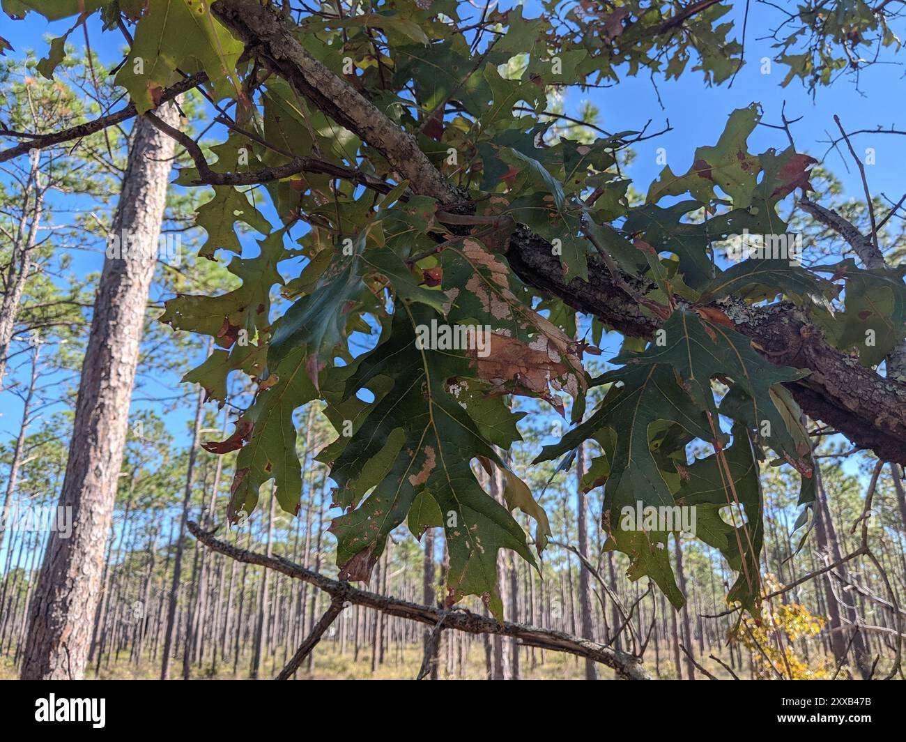 American turkey oak (Quercus laevis) Plantae Stock Photo - Alamy