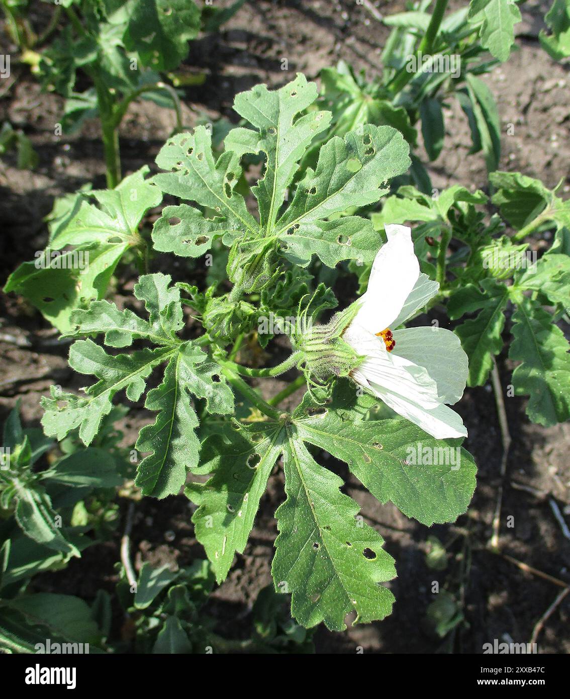 flower-of-an-hour (Hibiscus trionum) Plantae Stock Photo - Alamy