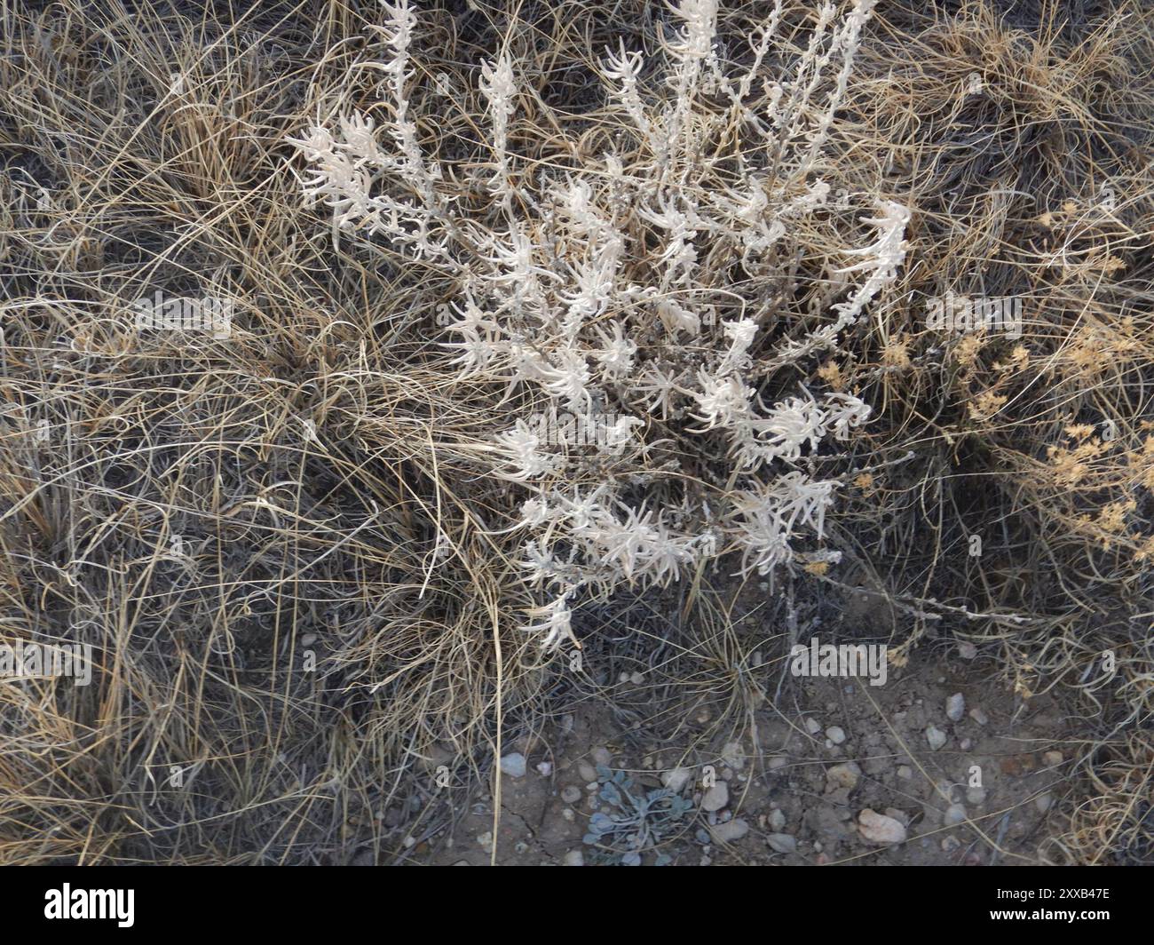Winterfat (Krascheninnikovia lanata) Plantae Stock Photo - Alamy
