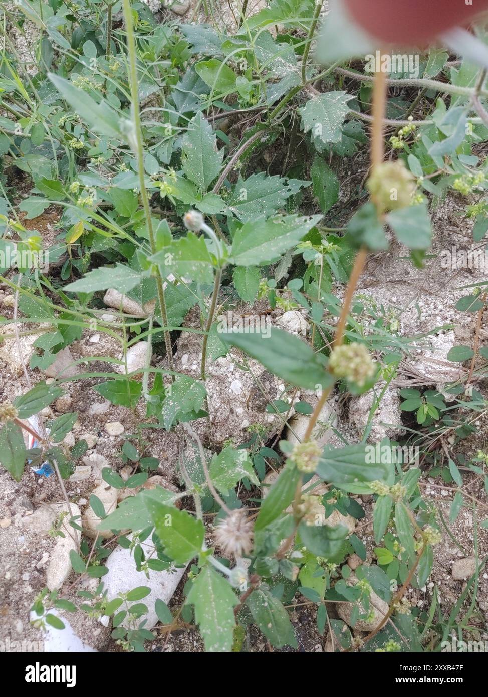 Asthma plant (Euphorbia hirta) Plantae Stock Photo - Alamy