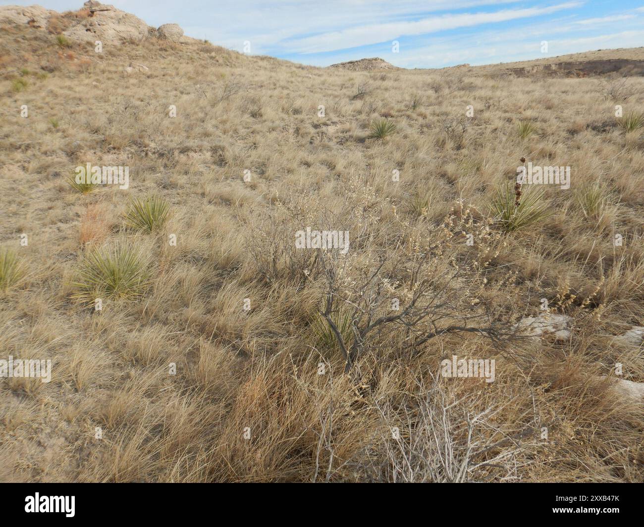 vascular plants (Tracheophyta) Plantae Stock Photo - Alamy