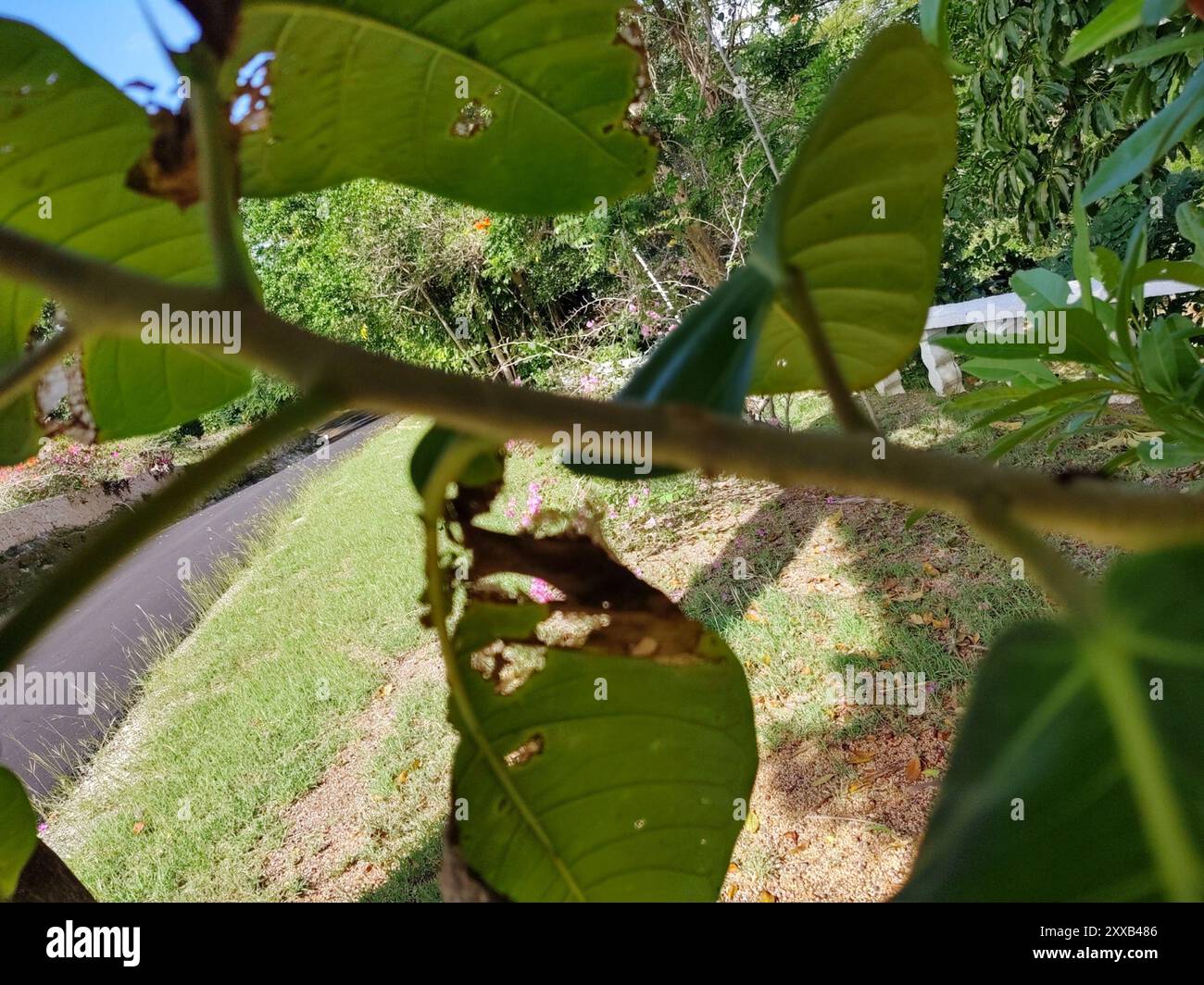 (Ficus trigonata) Plantae Stock Photo - Alamy