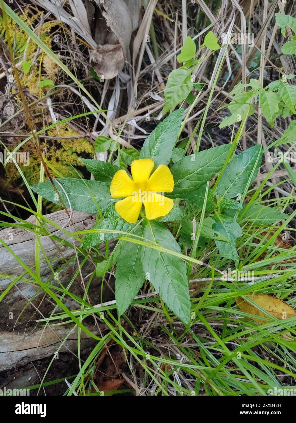 Yellow alder (Turnera ulmifolia) Plantae Stock Photo - Alamy