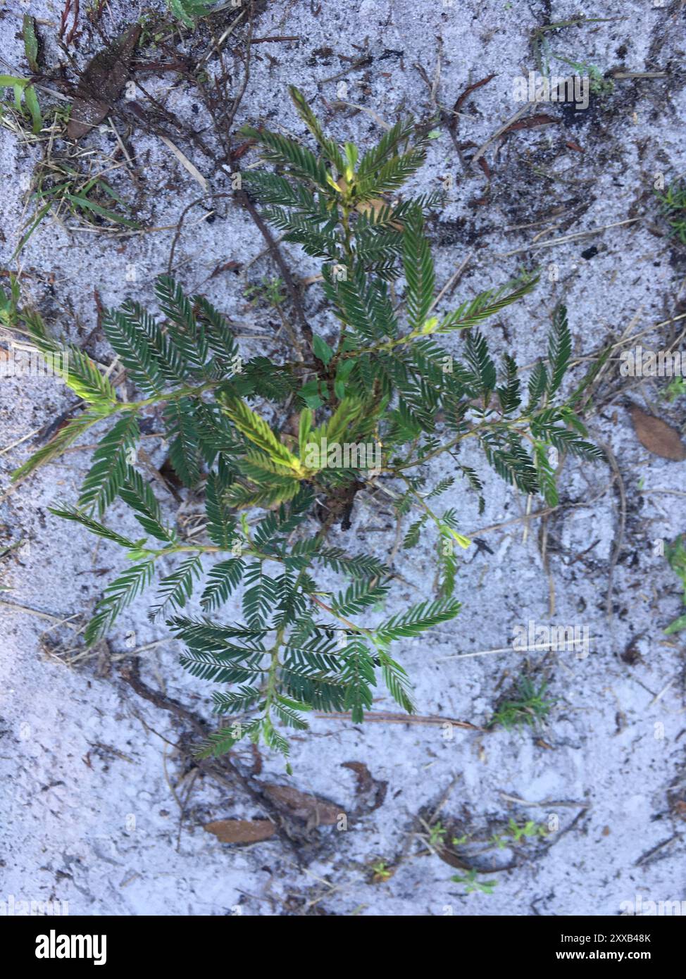 sensitive and partridge peas (Chamaecrista) Plantae Stock Photo - Alamy