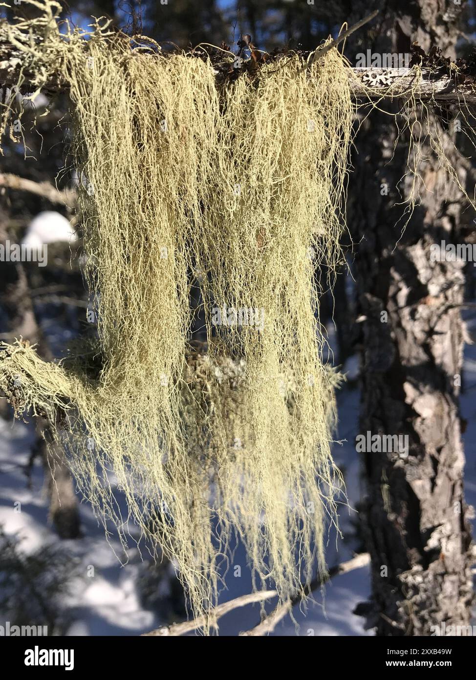 Pitted Beard Lichen (Usnea cavernosa) Fungi Stock Photo - Alamy