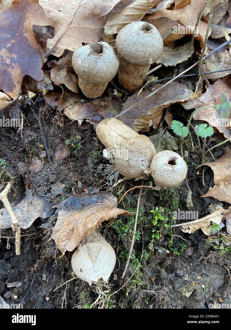 common puffball (Lycoperdon perlatum) Fungi Stock Photo - Alamy