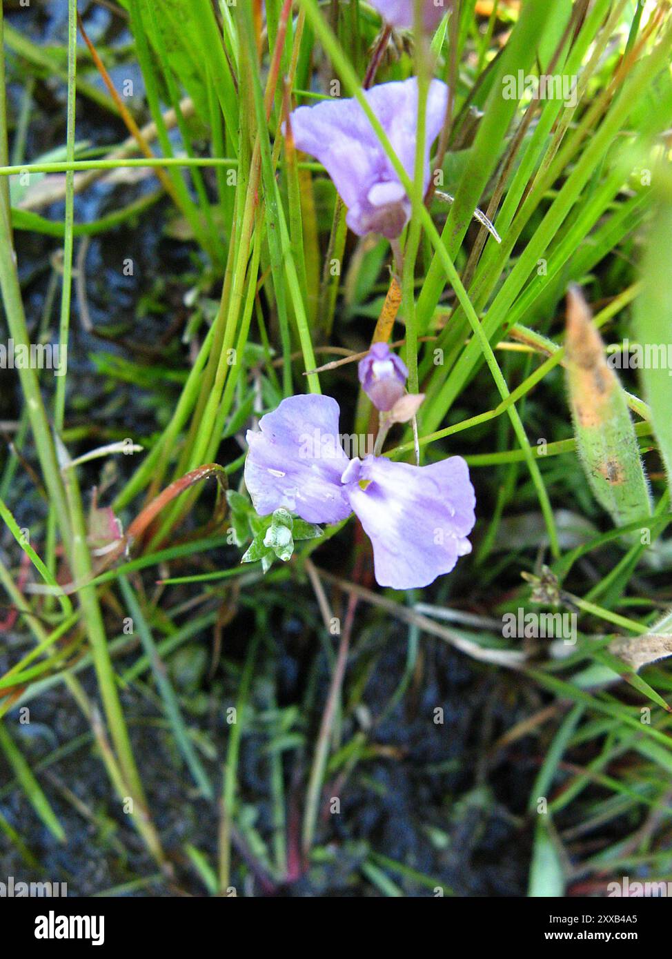 Lead Bladderwort (Utricularia livida) Plantae Stock Photo - Alamy