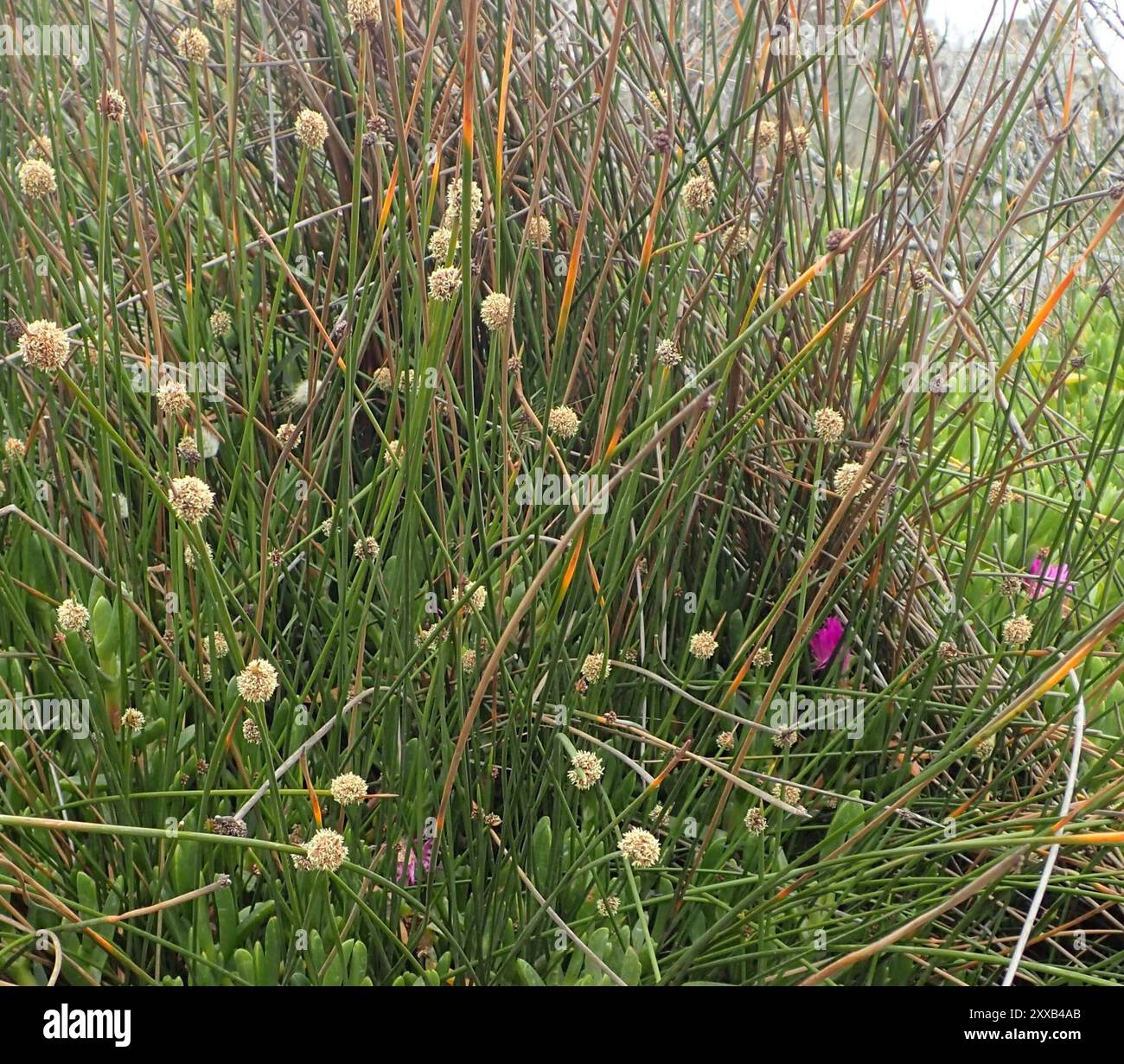 Knobby Clubrush (Ficinia nodosa) Plantae Stock Photo - Alamy