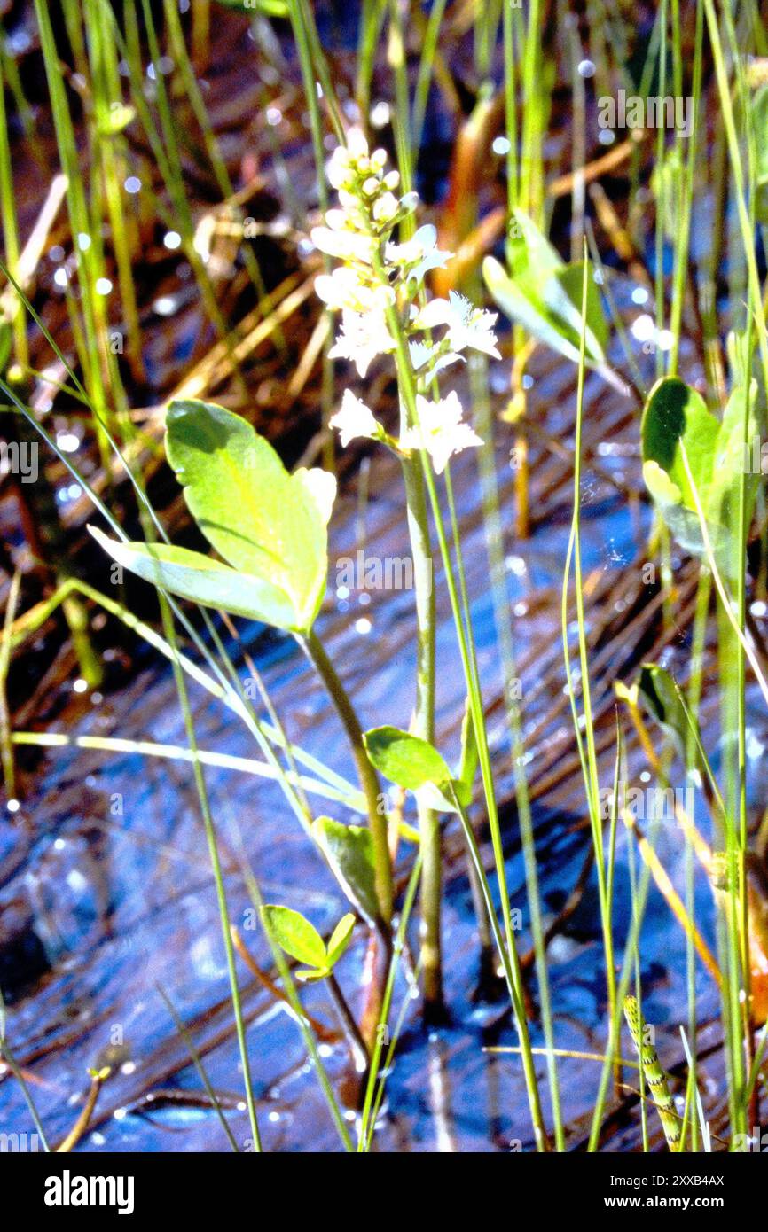 Bogbean (Menyanthes trifoliata) Plantae Stock Photo - Alamy