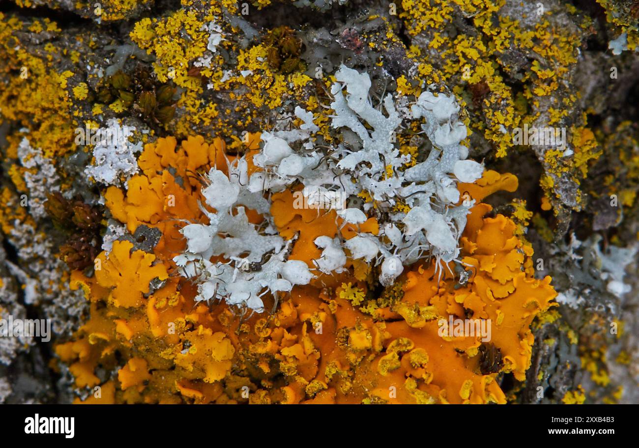Hooded Rosette Lichen (Physcia adscendens) Fungi Stock Photo - Alamy