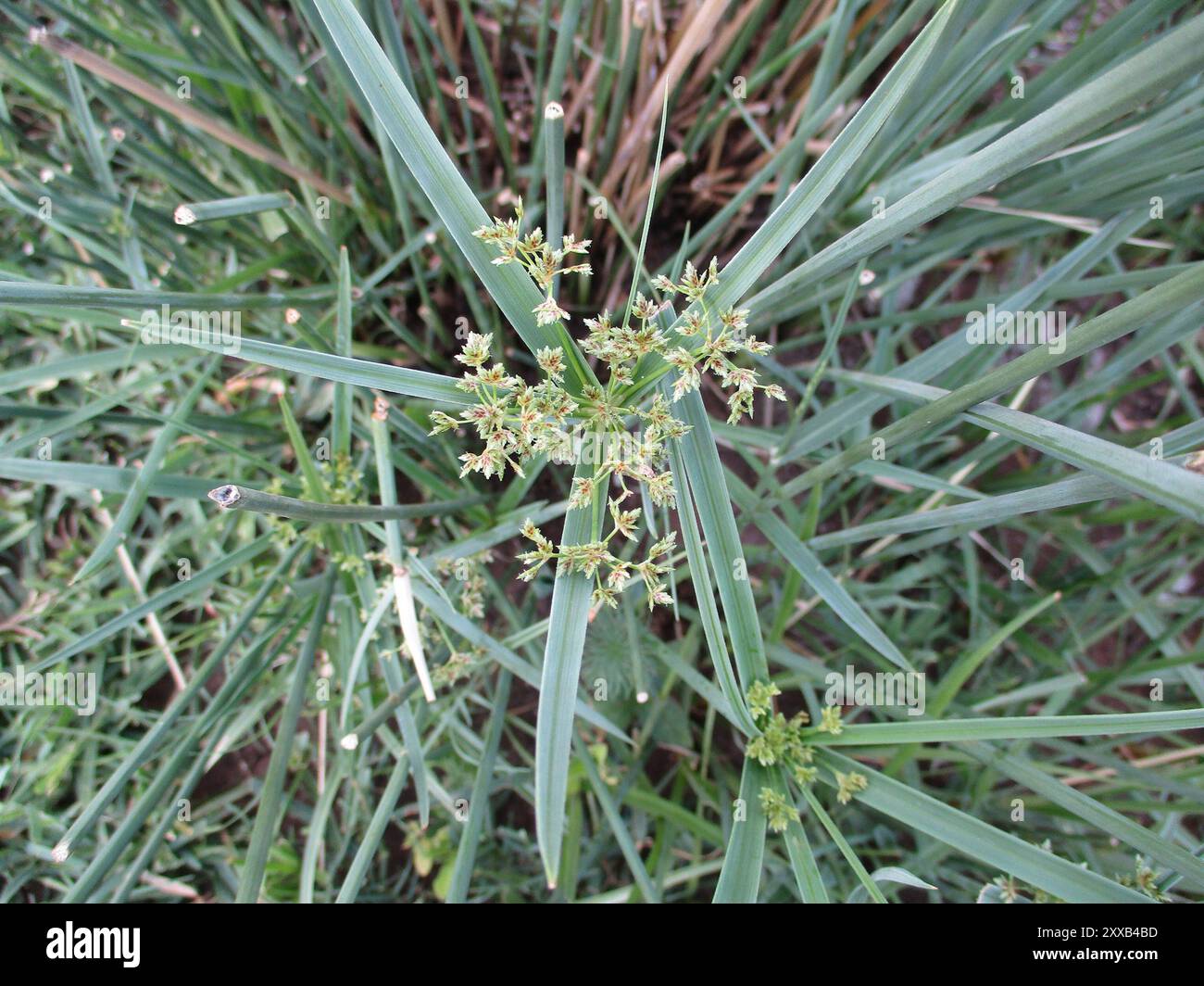 Umbrella Papyrus (Cyperus alternifolius) Plantae Stock Photo - Alamy