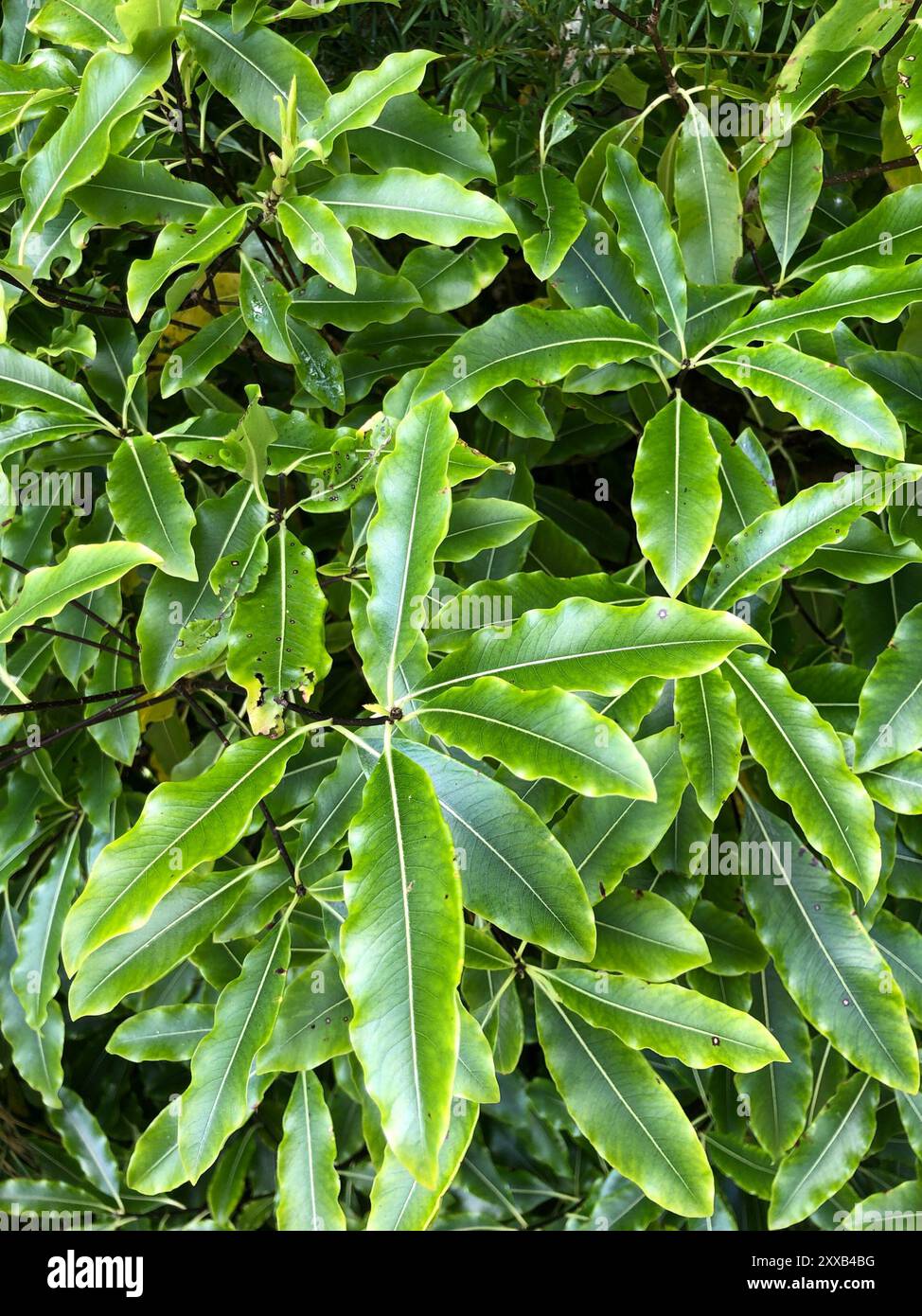 tarata (Pittosporum eugenioides) Plantae Stock Photo - Alamy