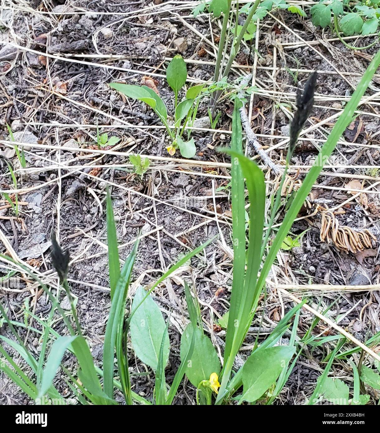 monocots (Liliopsida) Plantae Stock Photo - Alamy