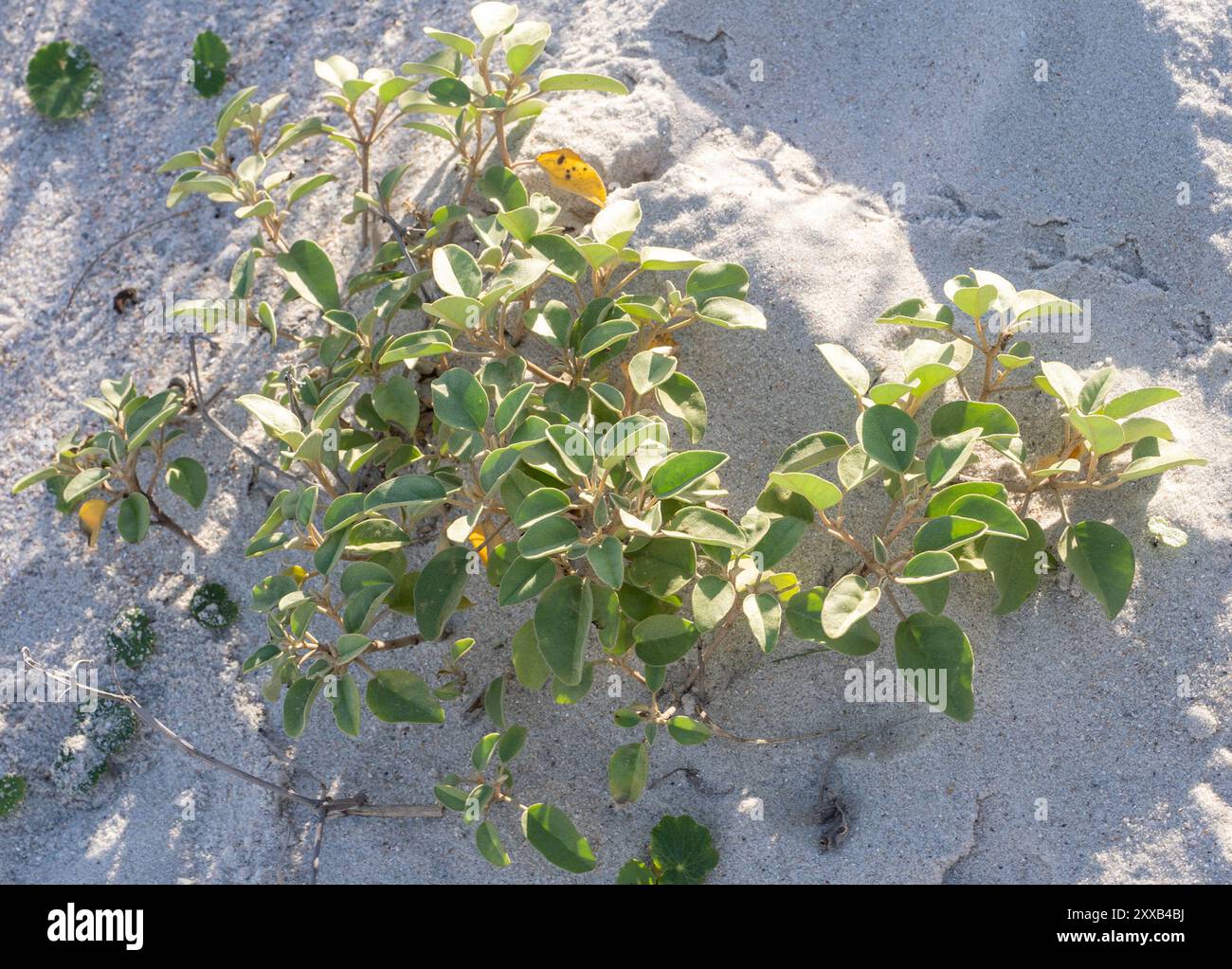 Beach Croton (Croton punctatus) Plantae Stock Photo - Alamy