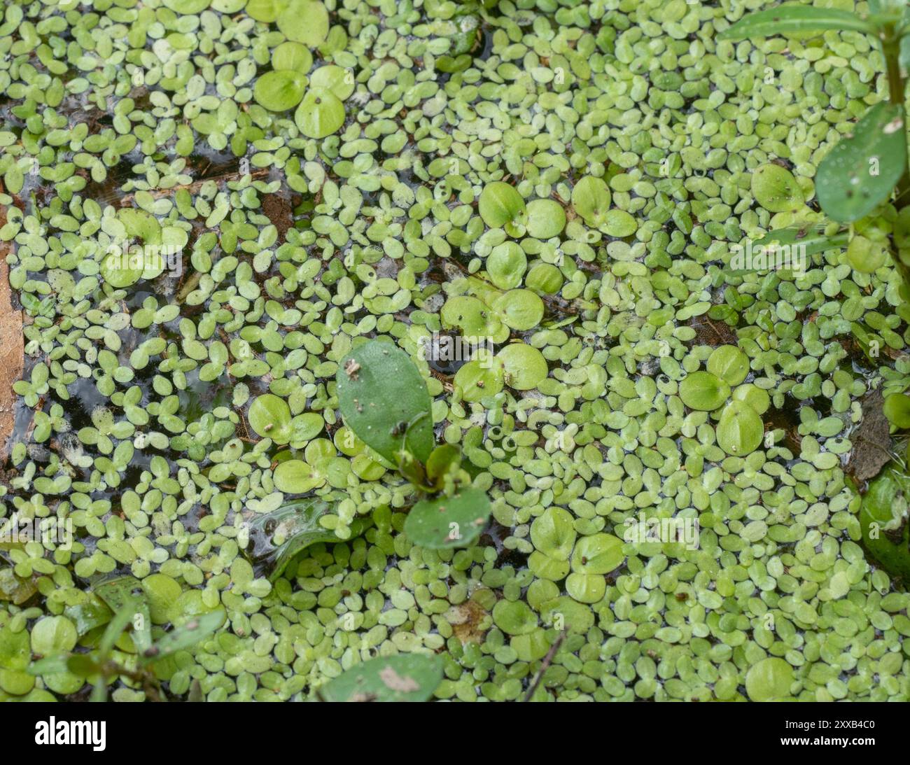 duckweeds (Lemnoideae) Plantae Stock Photo - Alamy