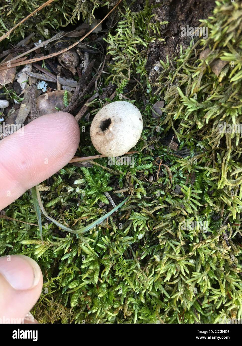puffballs (Lycoperdaceae) Fungi Stock Photo - Alamy