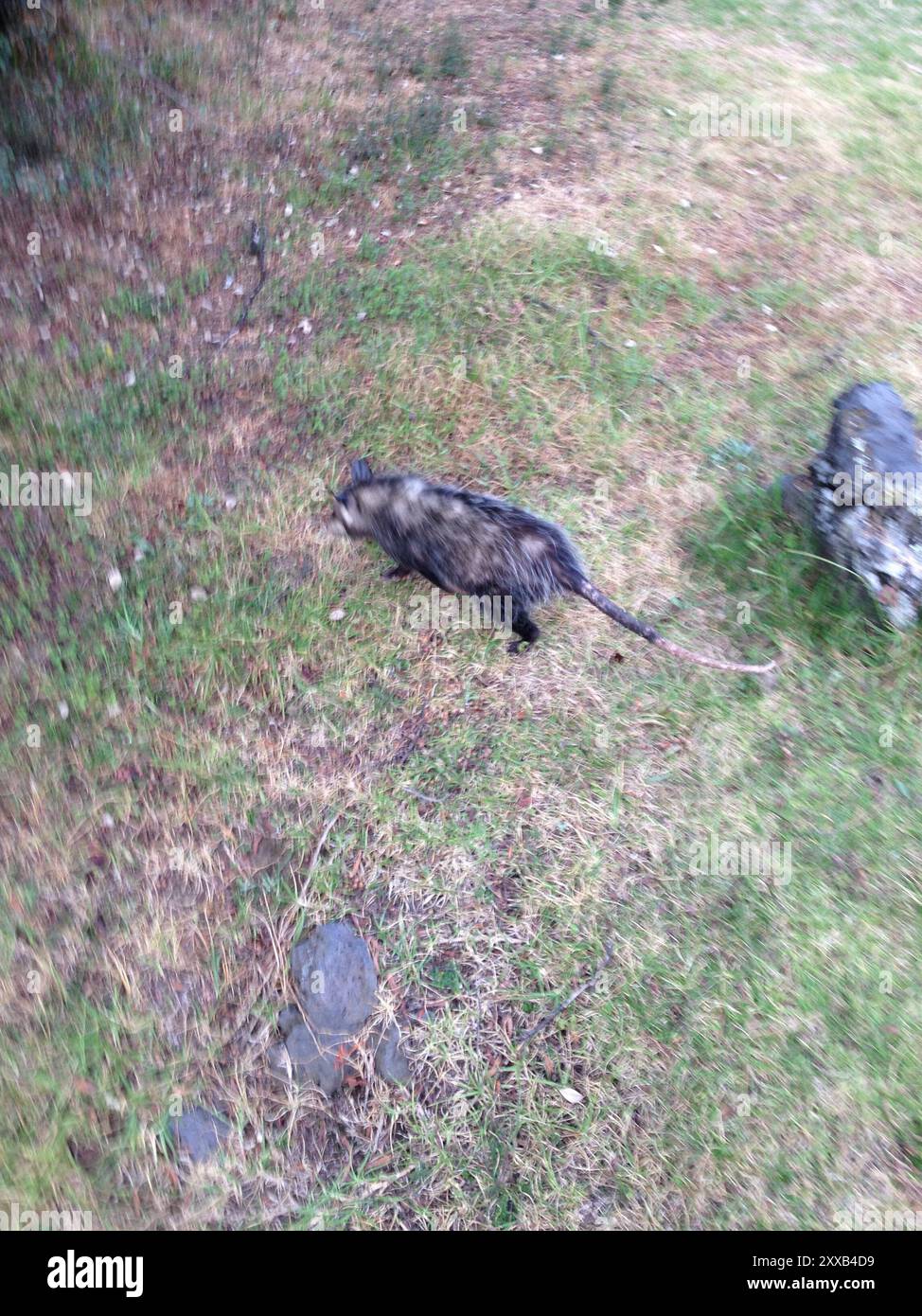 Virginia Opossum (Didelphis virginiana) Mammalia Stock Photo - Alamy