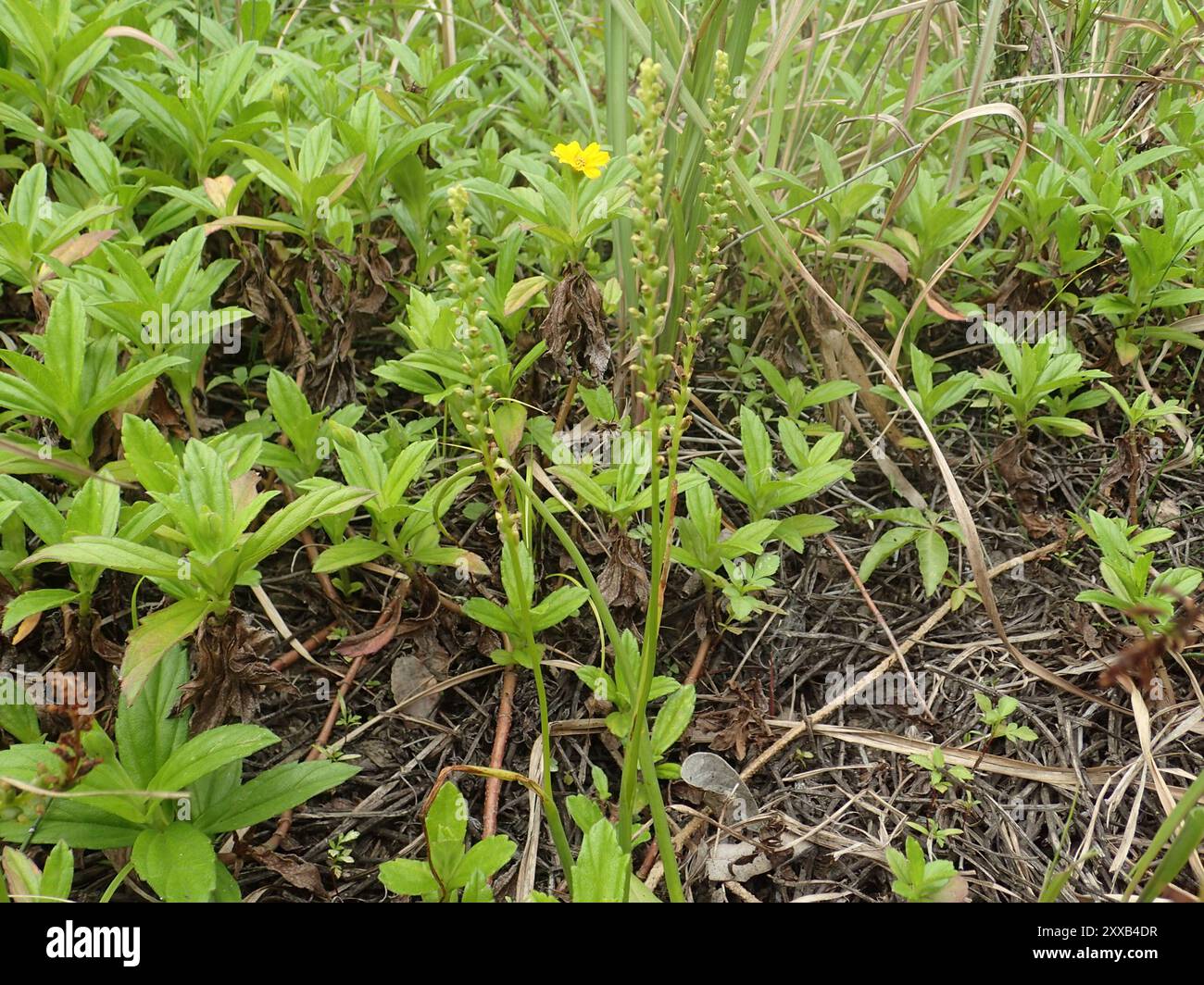 common onion-orchid (Microtis unifolia) Plantae Stock Photo - Alamy