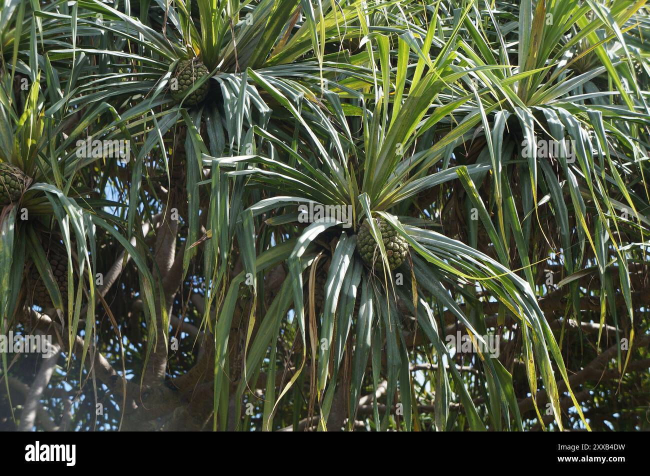 thatch screwpine (Pandanus tectorius) Plantae Stock Photo - Alamy