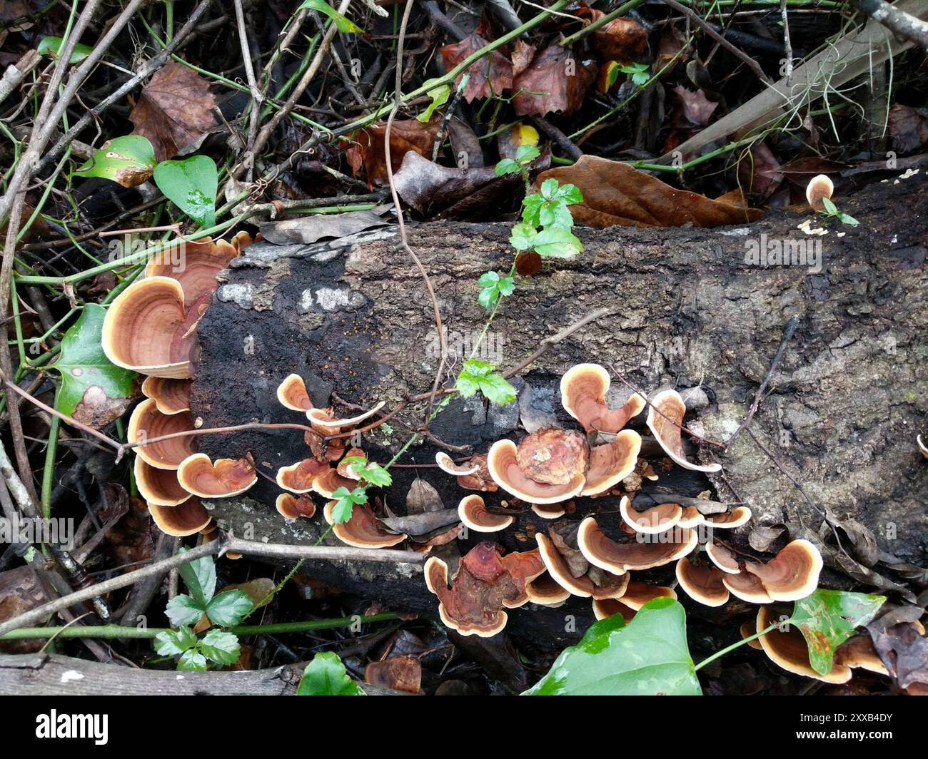 False Turkey-Tail (Stereum ostrea) Fungi Stock Photo - Alamy