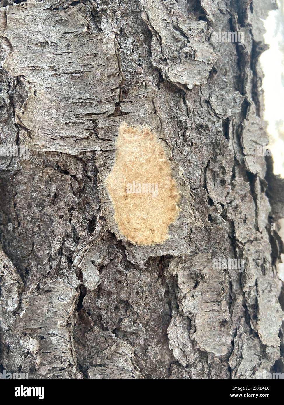 Spongy Moth (Lymantria dispar) Insecta Stock Photo - Alamy
