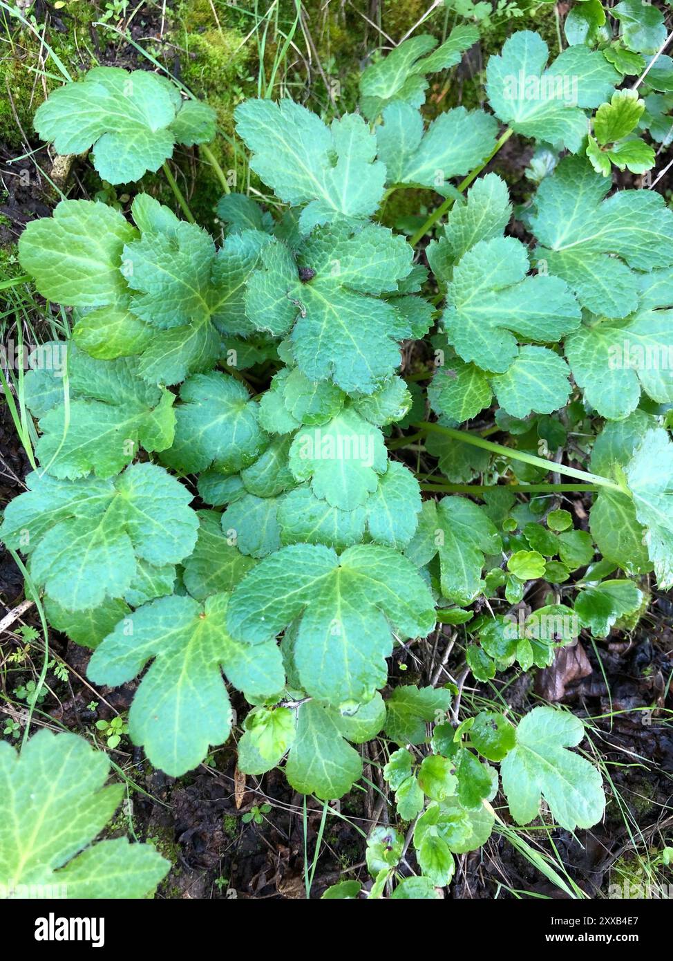 Pacific Sanicle (Sanicula crassicaulis) Plantae Stock Photo - Alamy