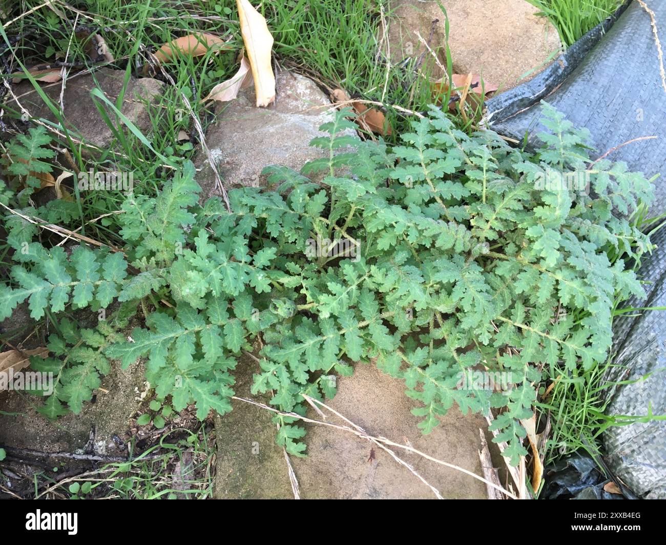 Scorpionweeds (Phacelia) Plantae Stock Photo - Alamy