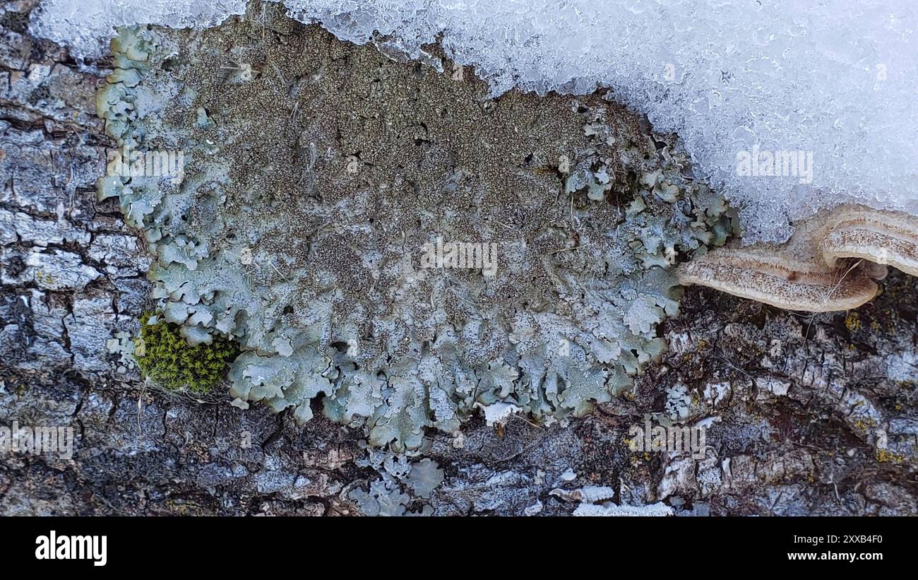 rough speckled shield lichen (Punctelia rudecta) Fungi Stock Photo - Alamy