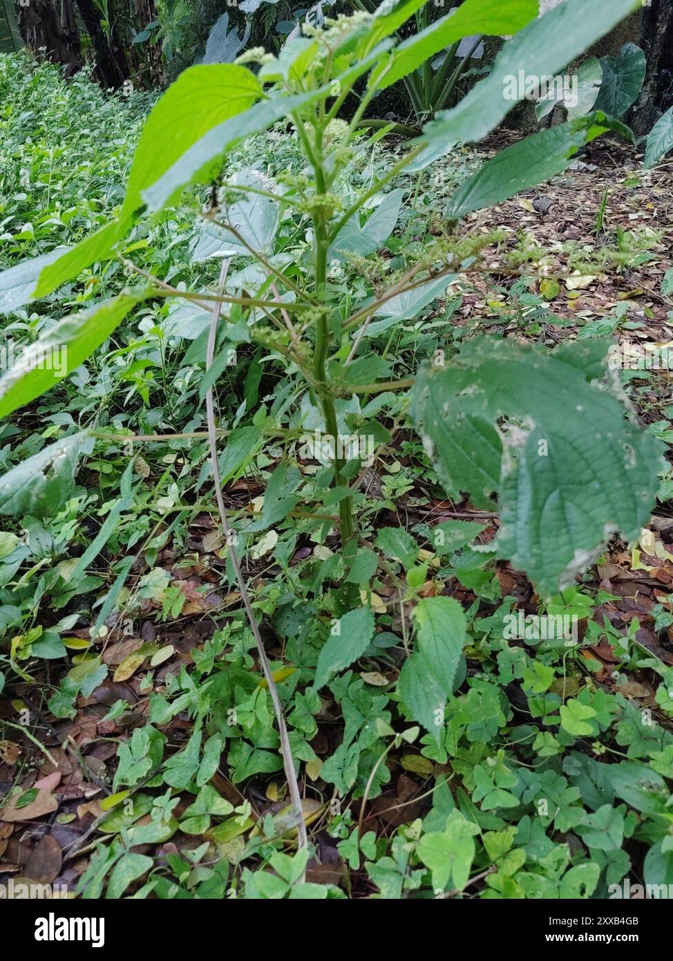 West Indian woodnettle (Laportea aestuans) Plantae Stock Photo - Alamy