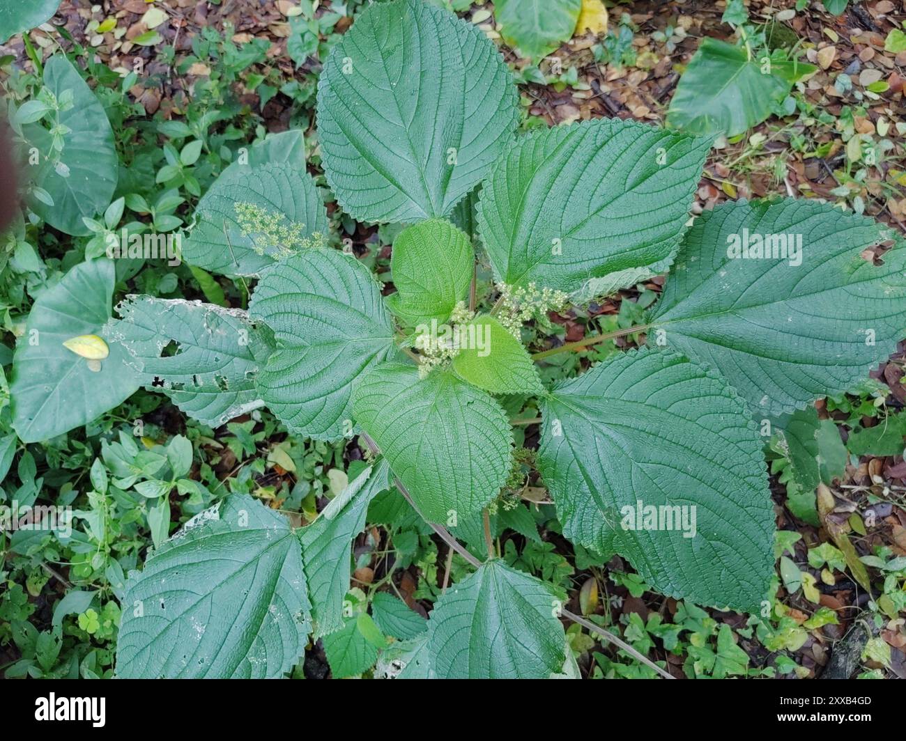 West Indian woodnettle (Laportea aestuans) Plantae Stock Photo - Alamy