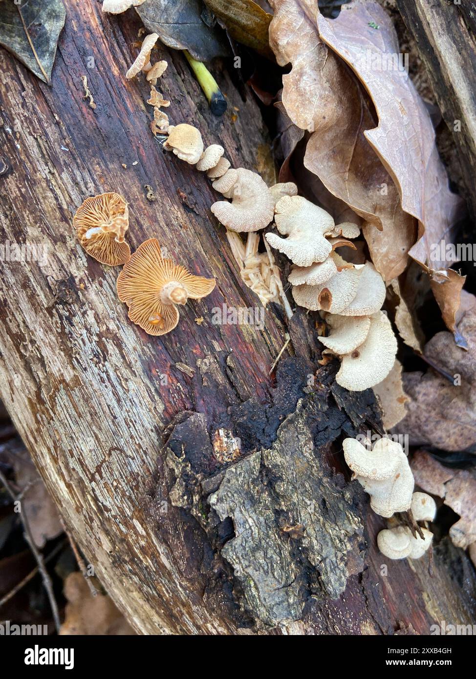 Luminescent Panellus (Panellus stipticus) Fungi Stock Photo - Alamy