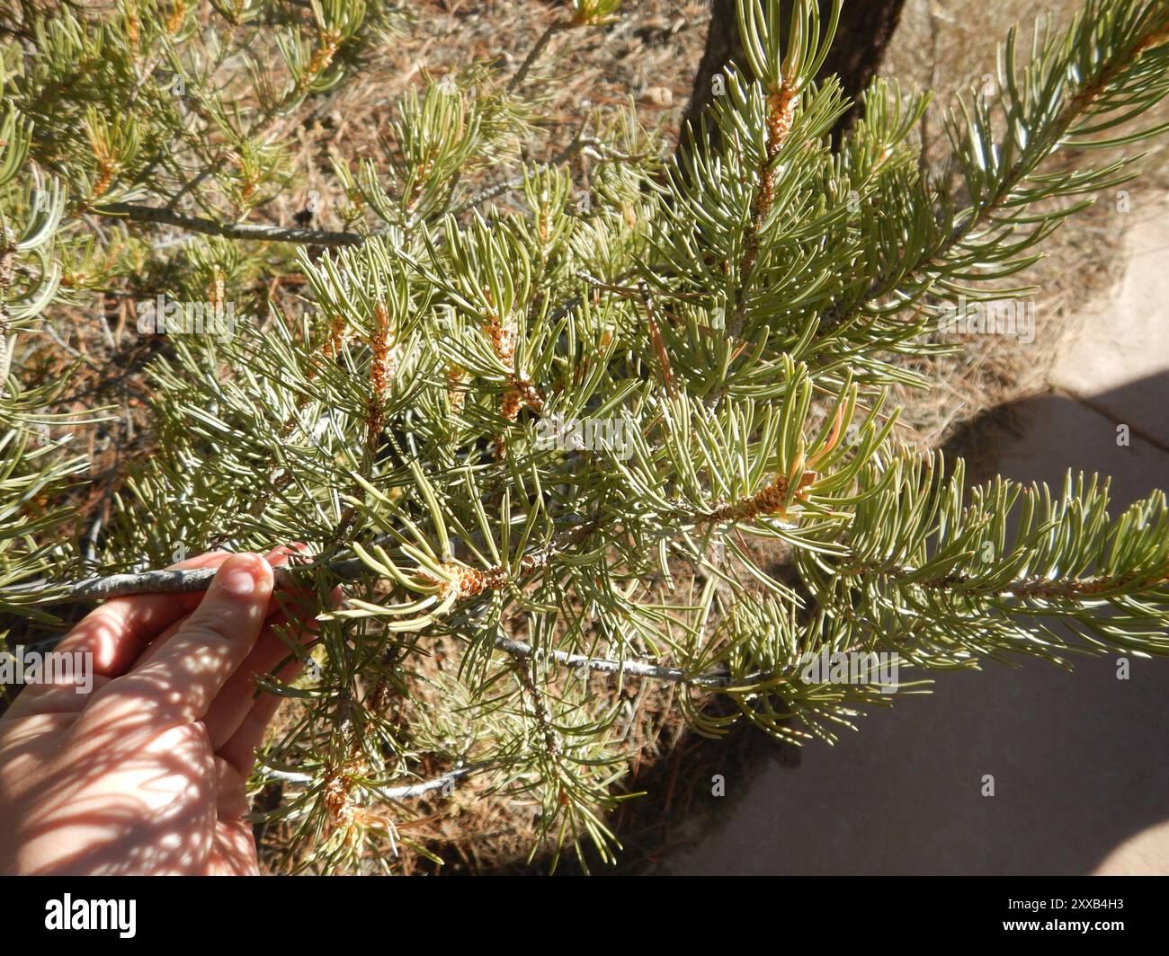 Colorado Pinyon (Pinus edulis) Plantae Stock Photo - Alamy