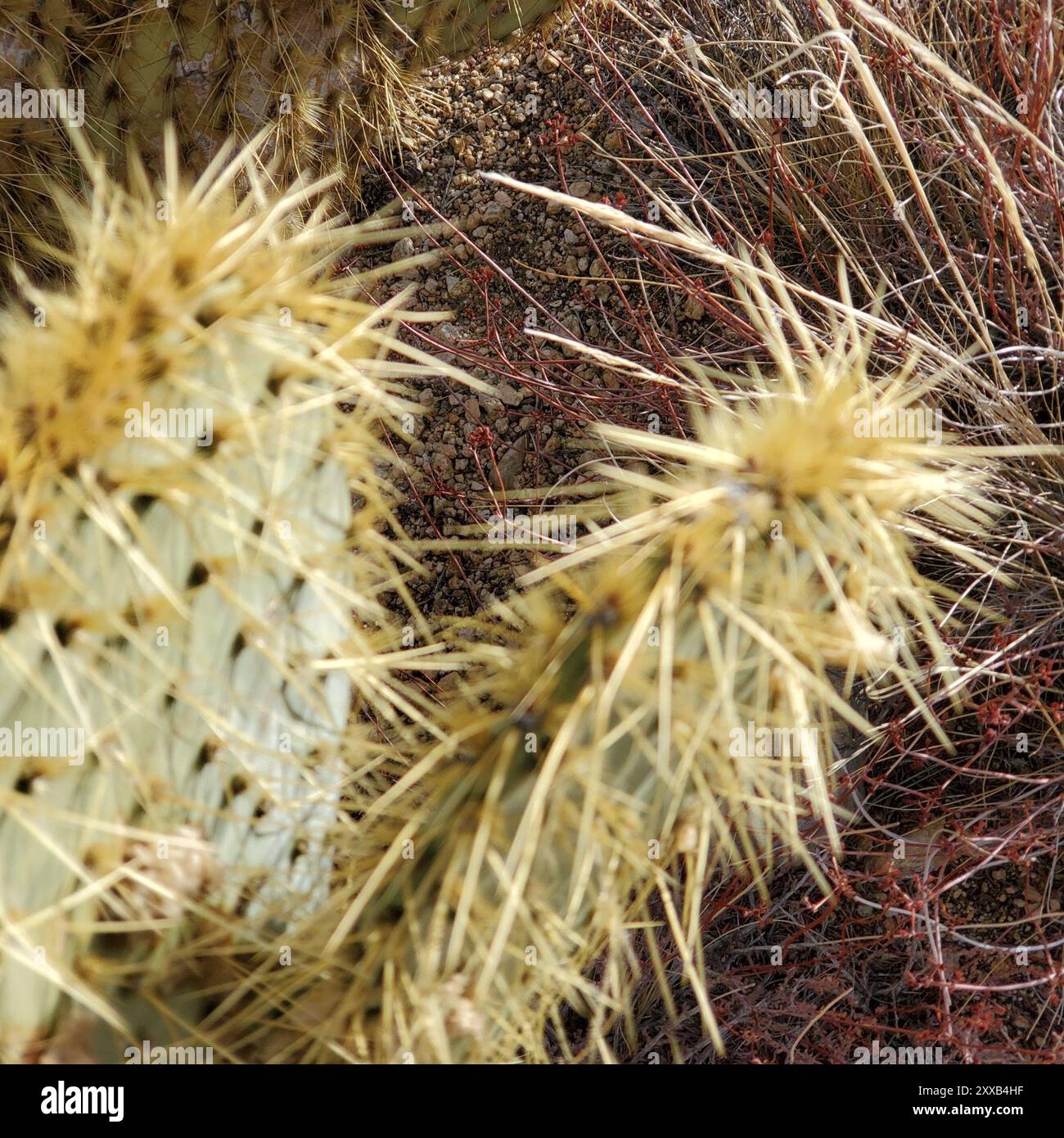 Pancake Pricklypear (Opuntia chlorotica) Plantae Stock Photo - Alamy
