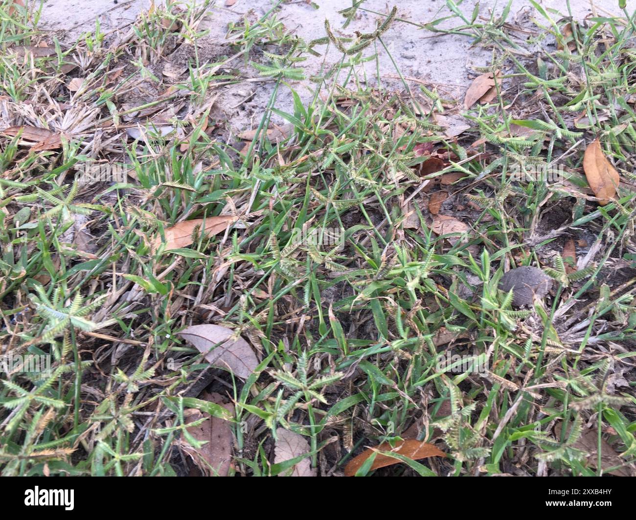 crowsfoot grasses (Dactyloctenium) Plantae Stock Photo - Alamy
