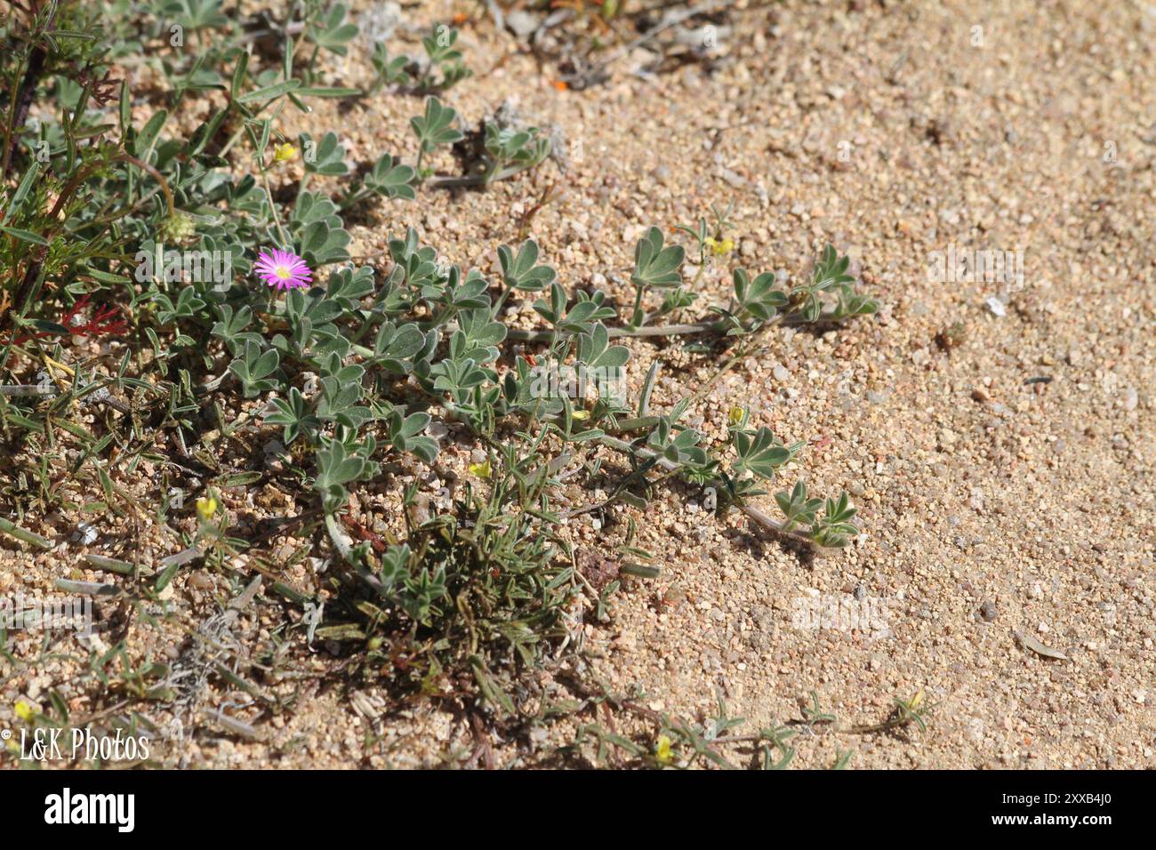 Lotononises (Lotononis) Plantae Stock Photo - Alamy