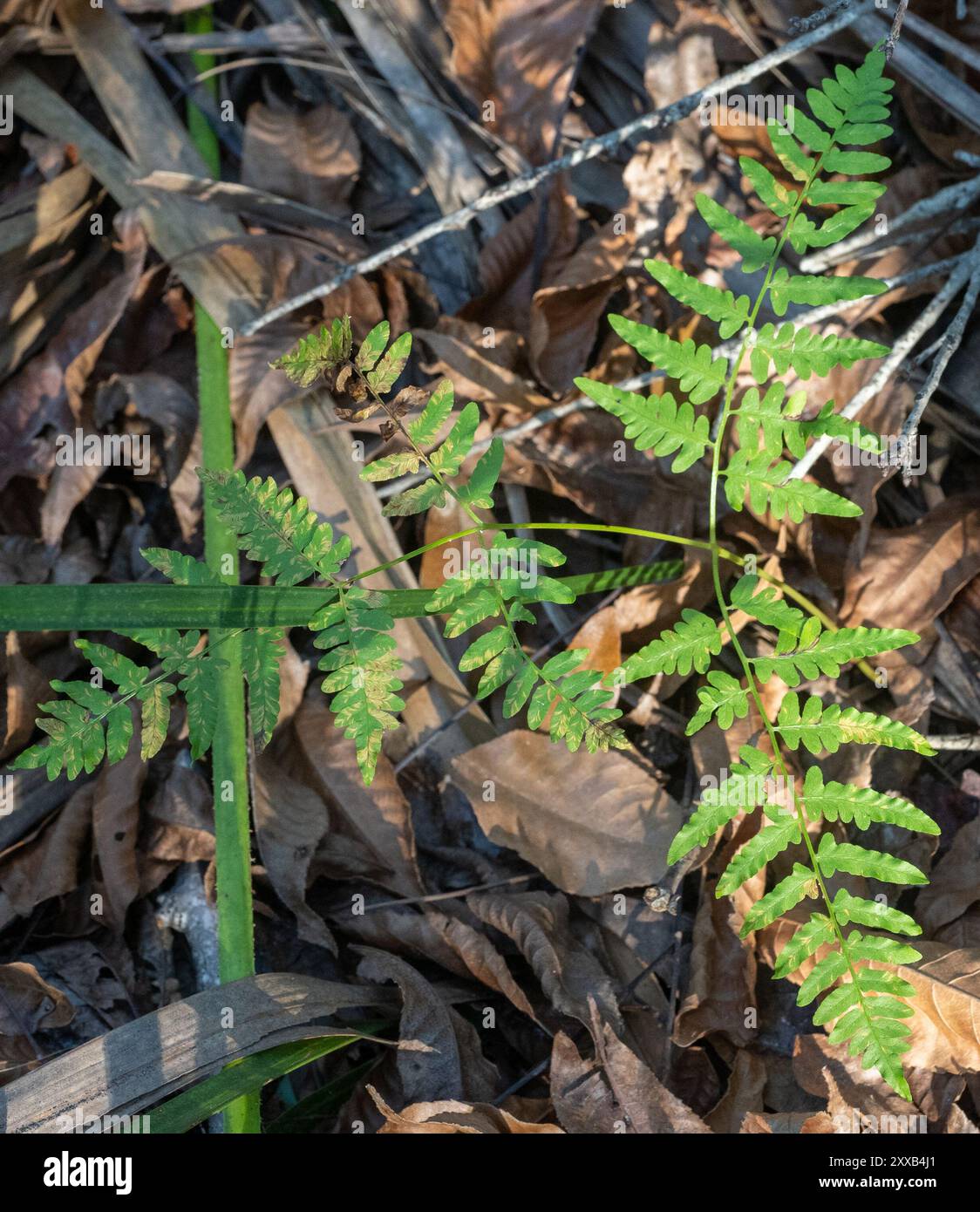 Tailed Bracken Fern (Pteridium aquilinum pseudocaudatum) Plantae Stock ...
