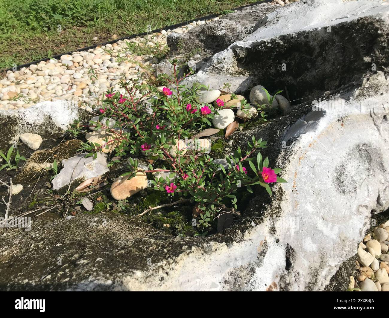 Paraguayan Purslane (Portulaca amilis) Plantae Stock Photo - Alamy