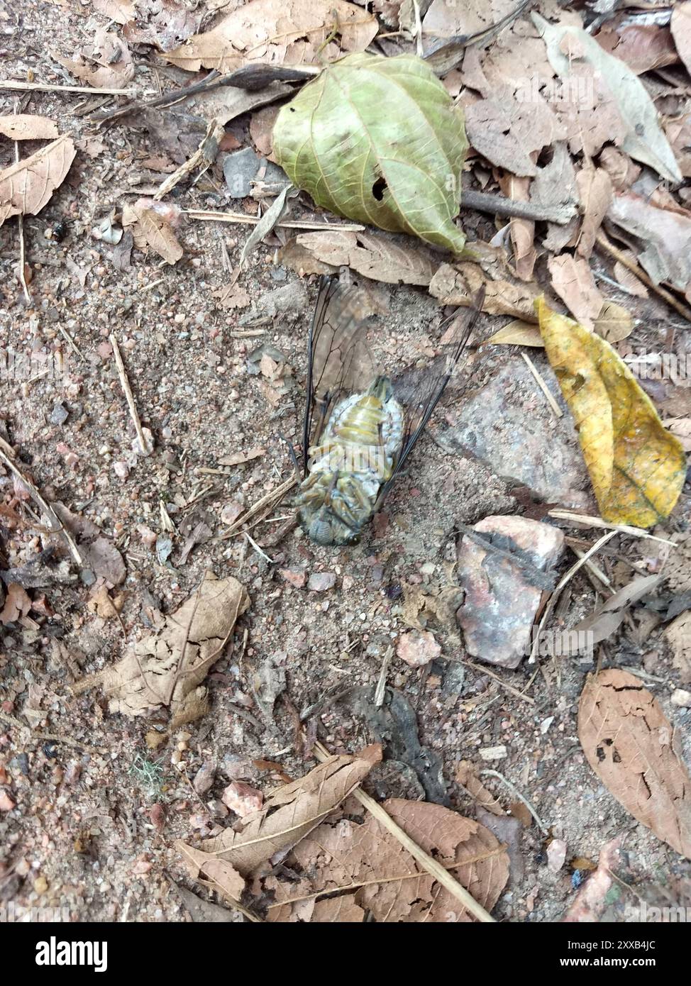 Giant Cicada (Quesada gigas) Insecta Stock Photo - Alamy