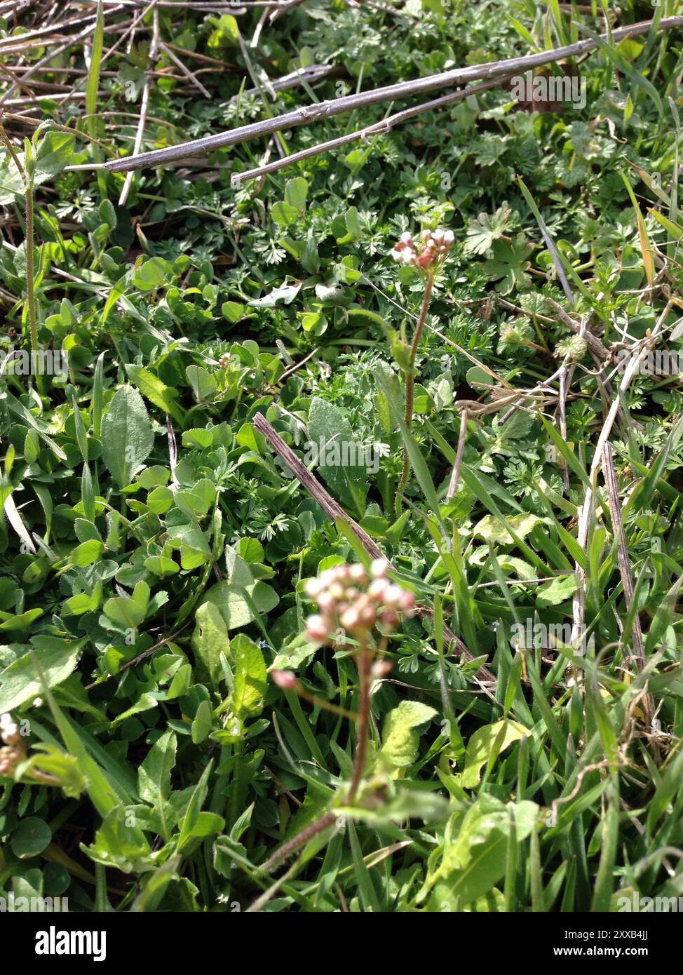 shepherd's-purse (Capsella bursa-pastoris) Plantae Stock Photo - Alamy