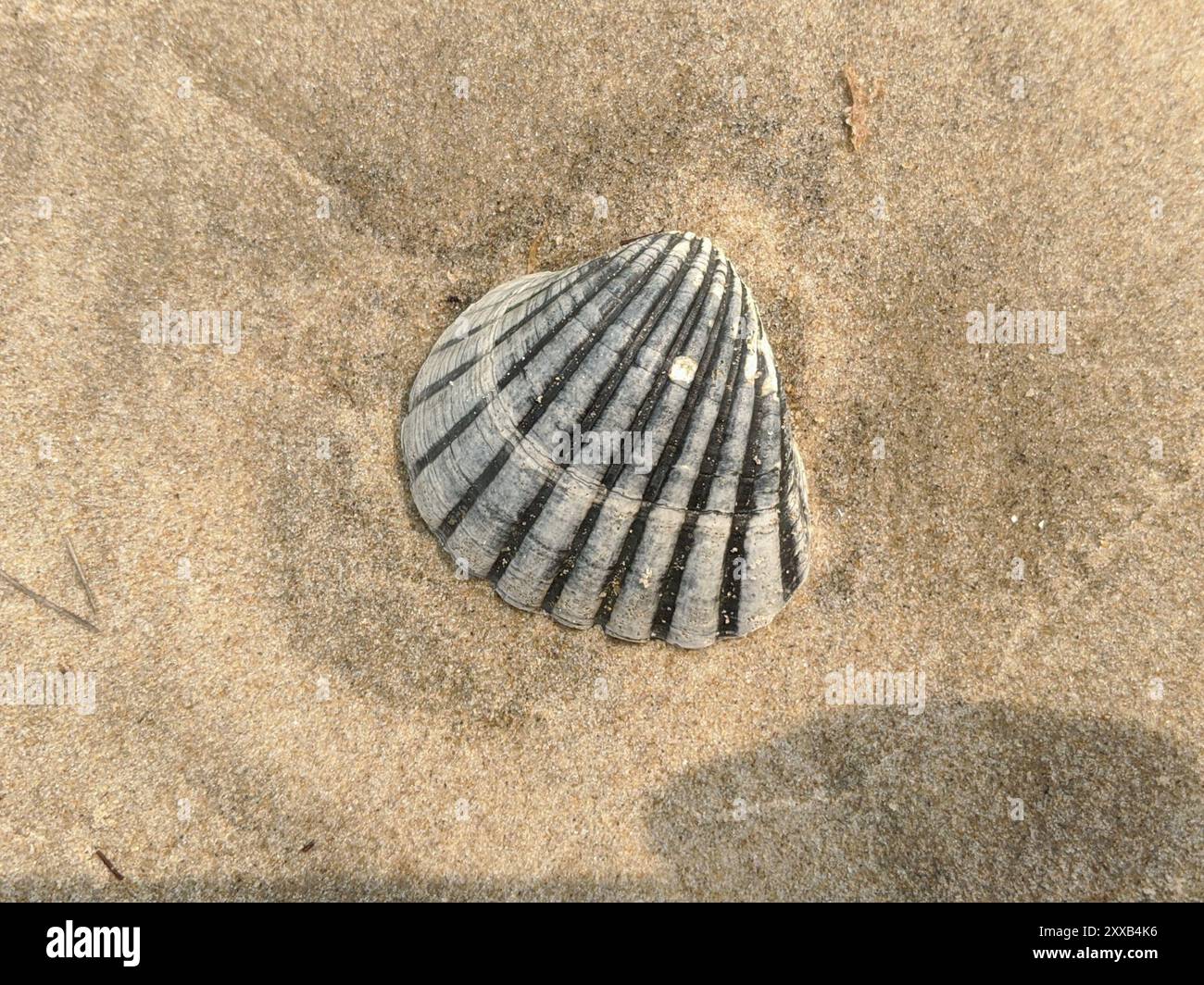 West African Blood Cockle (Senilia senilis) Mollusca Stock Photo - Alamy