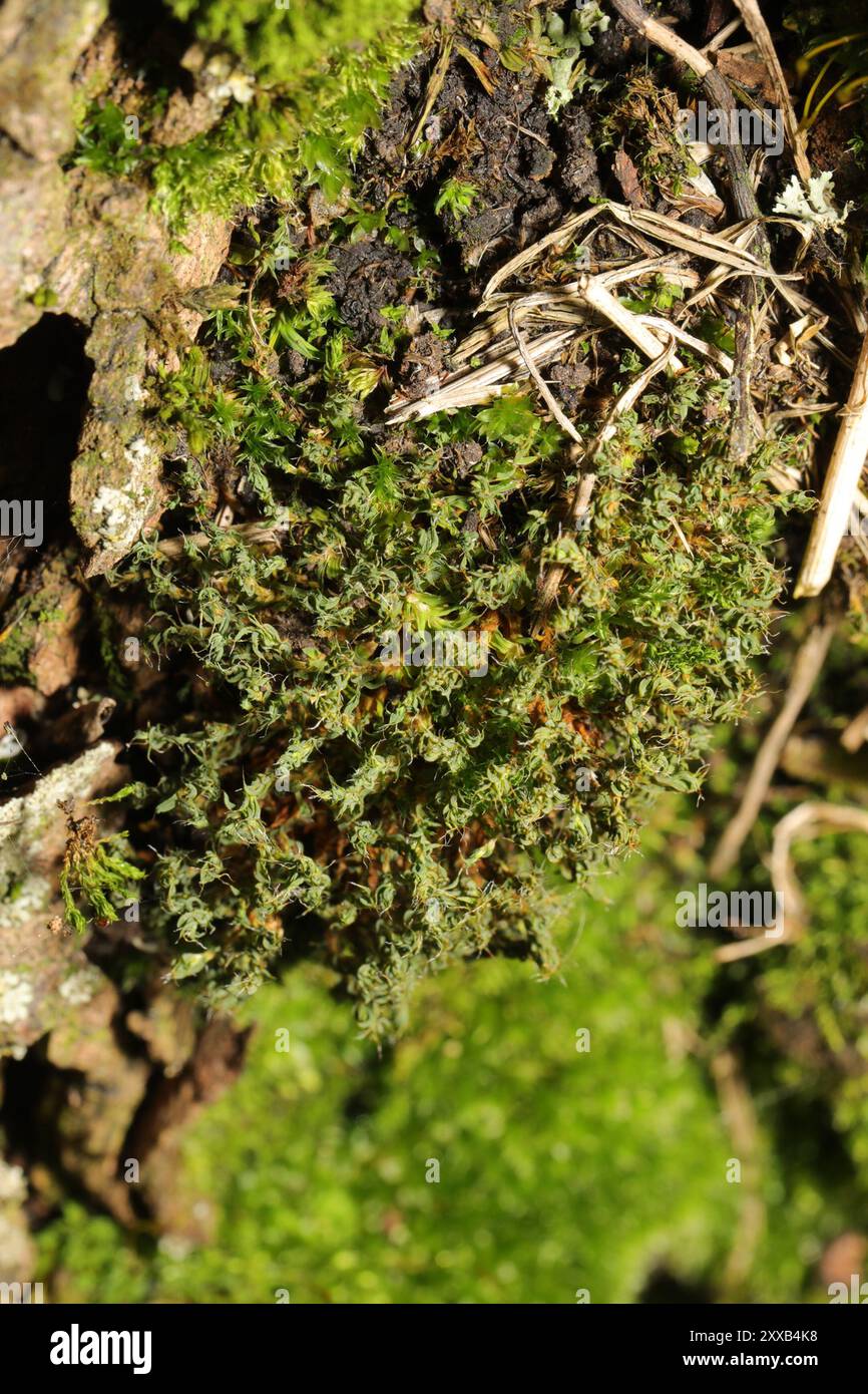 Wall Screw-moss (Tortula muralis) Plantae Stock Photo - Alamy