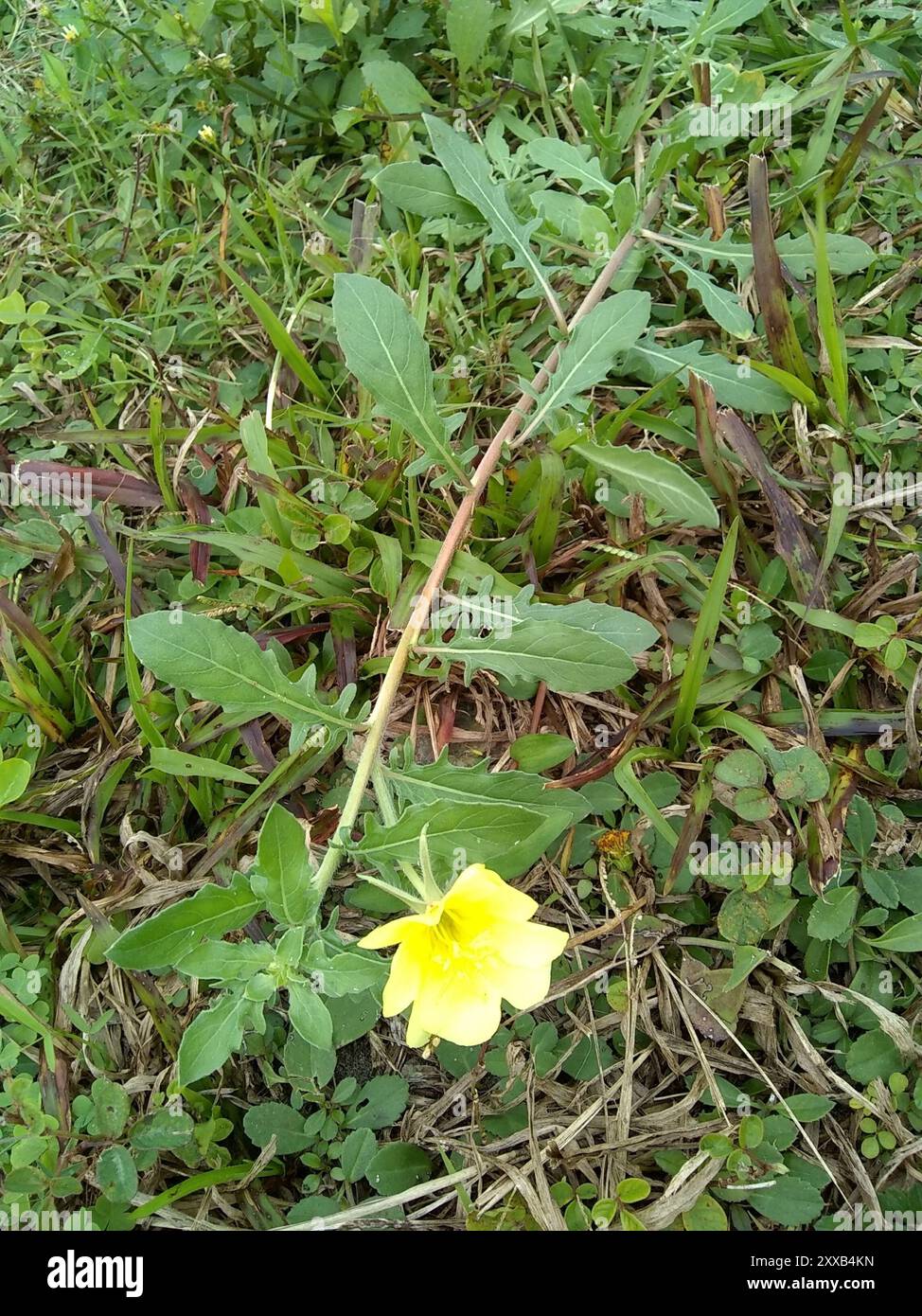 cutleaf evening primrose (Oenothera laciniata) Plantae Stock Photo - Alamy