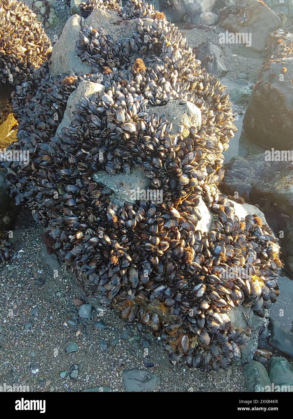 California Mussel (Mytilus californianus) Mollusca Stock Photo - Alamy