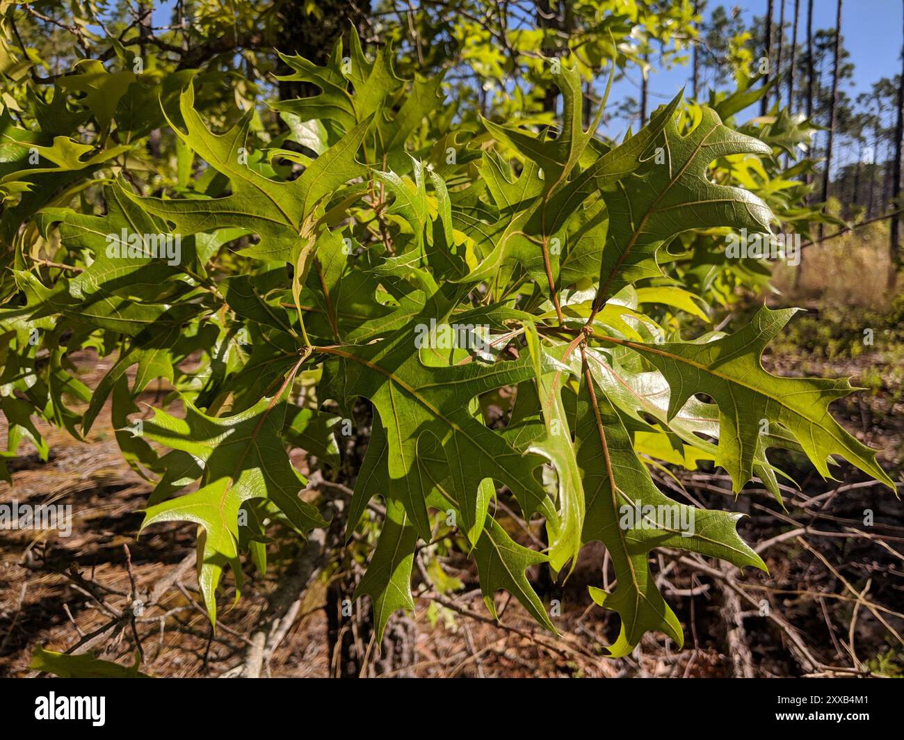 American turkey oak (Quercus laevis) Plantae Stock Photo - Alamy