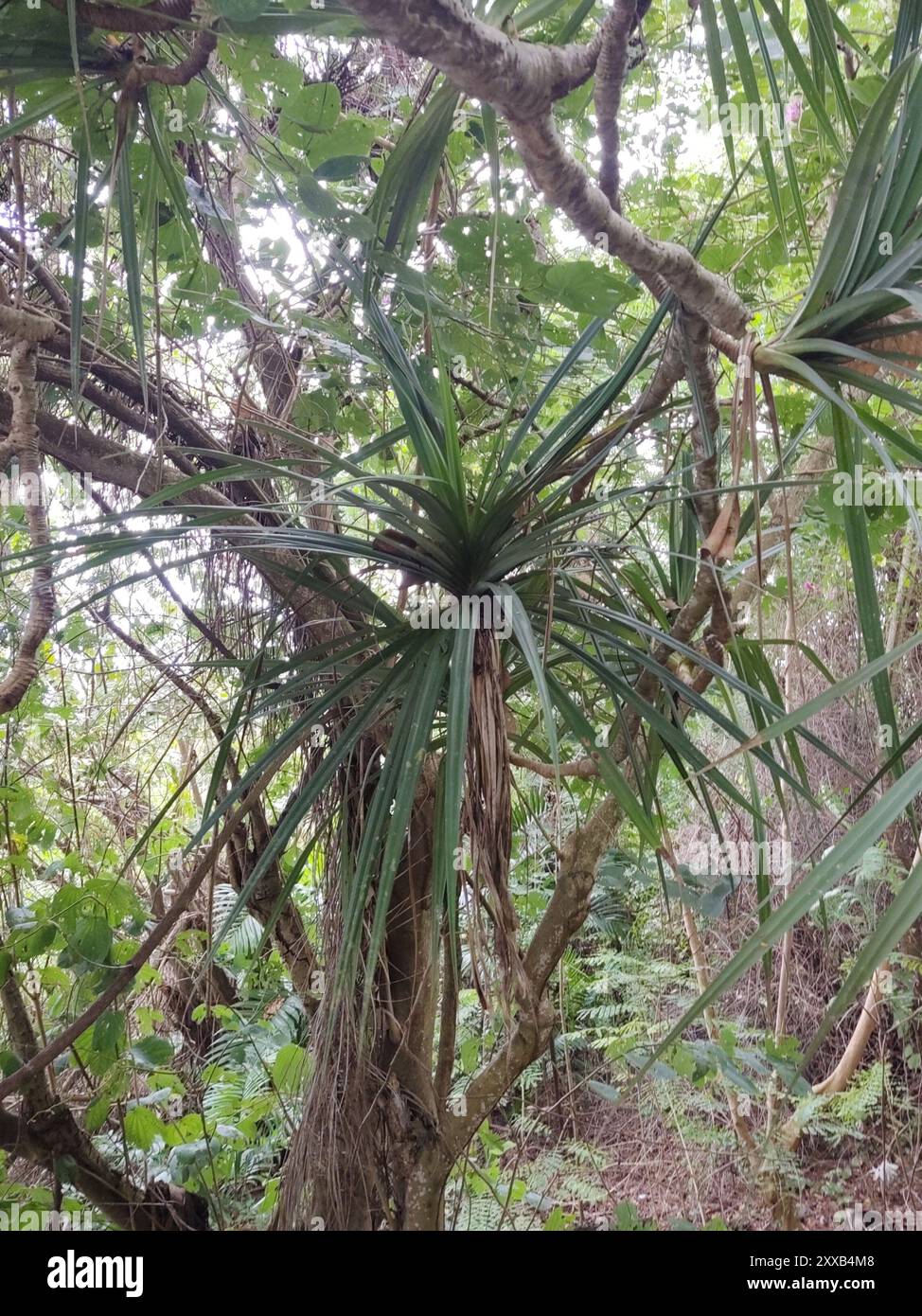 screwpines (Pandanus) Plantae Stock Photo - Alamy