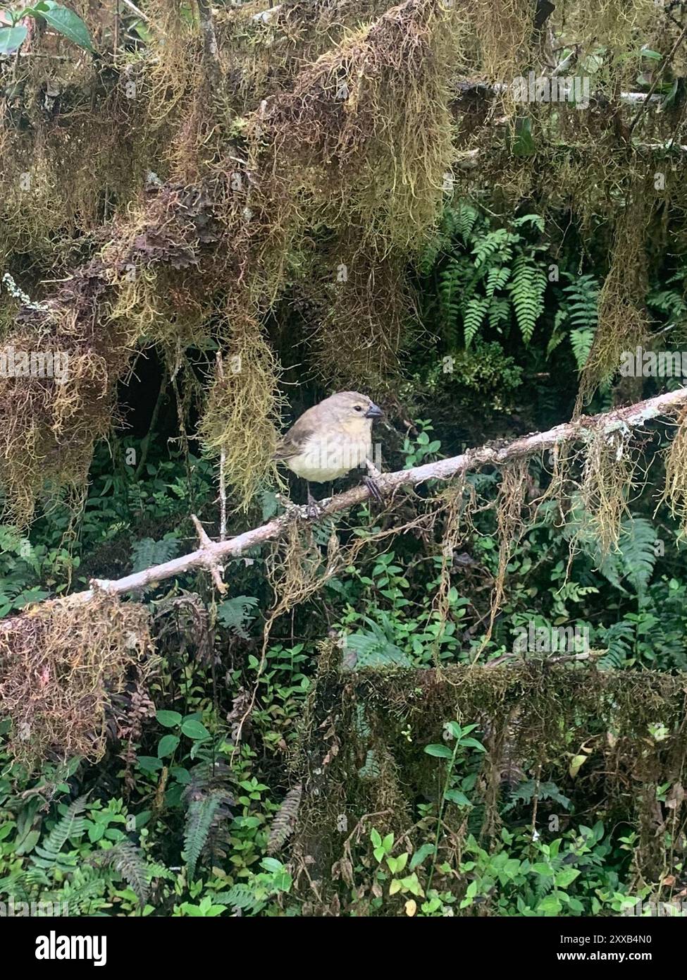 Small Tree-Finch (Camarhynchus parvulus) Aves Stock Photo - Alamy