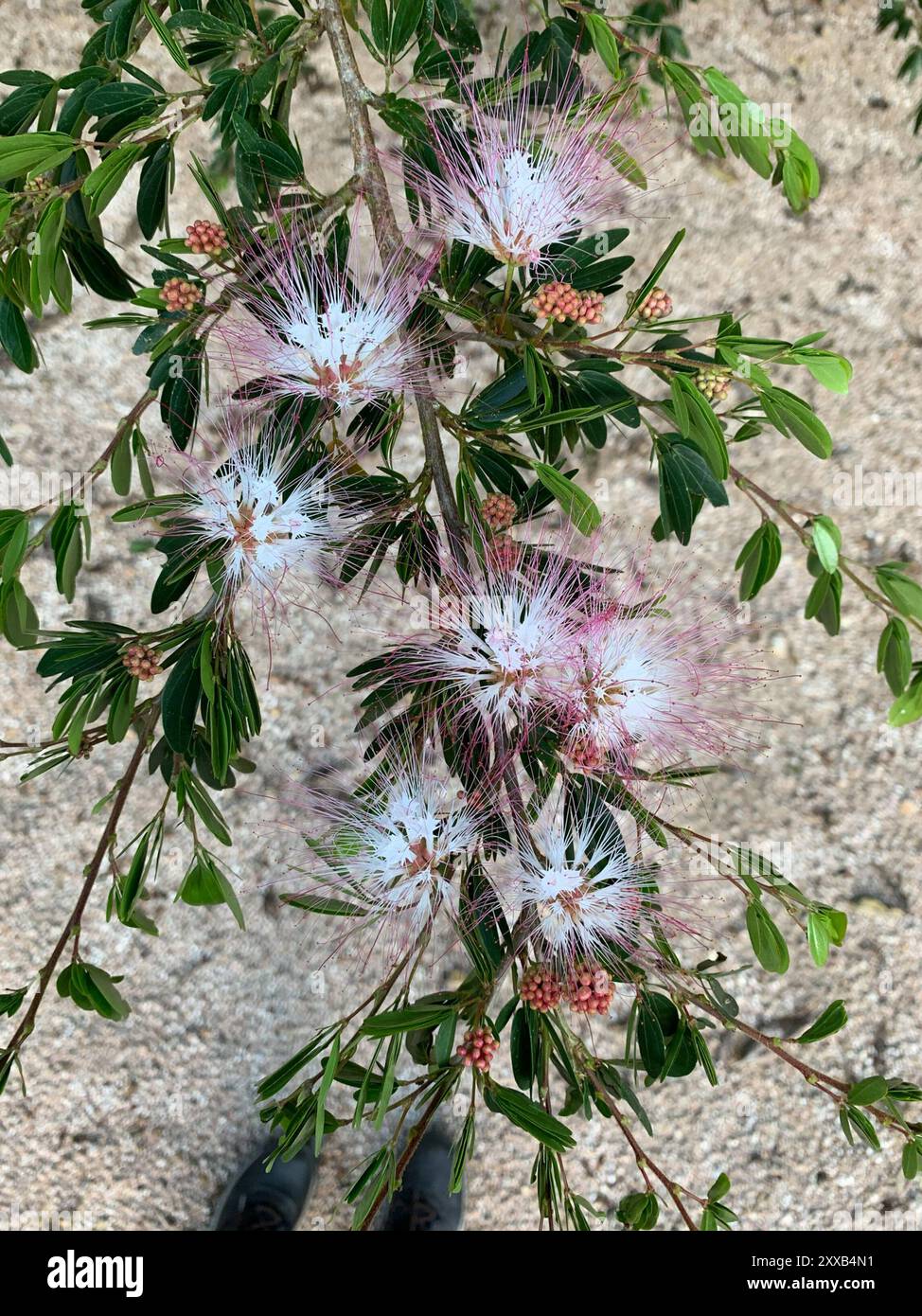 (Calliandra angustifolia) Plantae Stock Photo - Alamy
