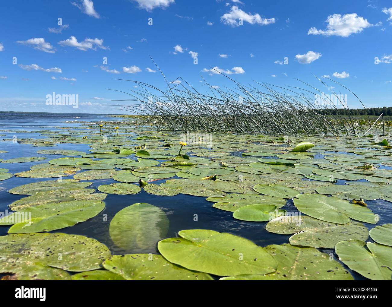 colorful summer landscape, beautiful lake plants, trees on the shore ...