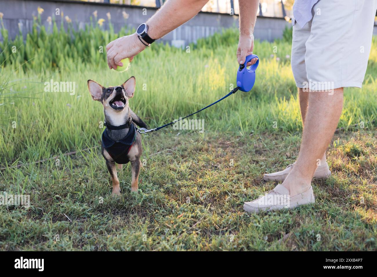 Portait of multi-breed small dog walking and playing with owner in ...