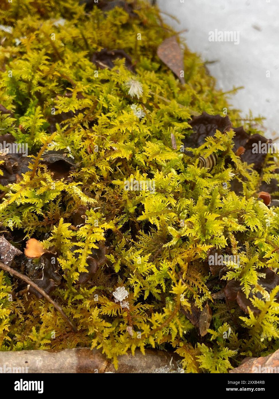 fern mosses (Thuidium) Plantae Stock Photo - Alamy